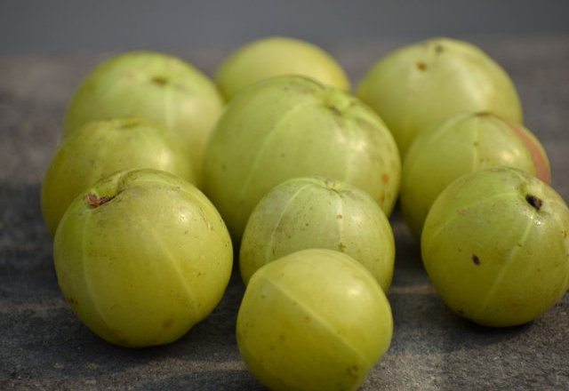 Herbal & Organic Extract Manufacturers in Europe & India - Manipal Natural